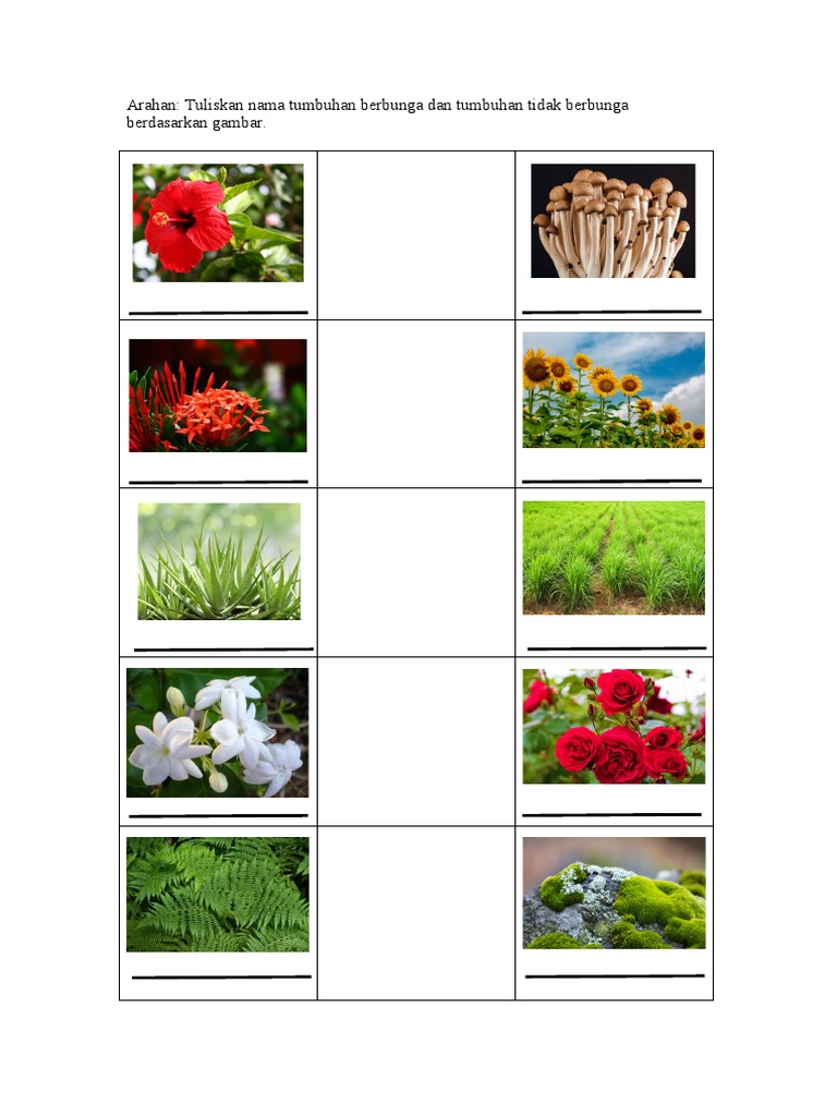 Tumbuhan Berbunga dan Tidak Berbunga | PDF