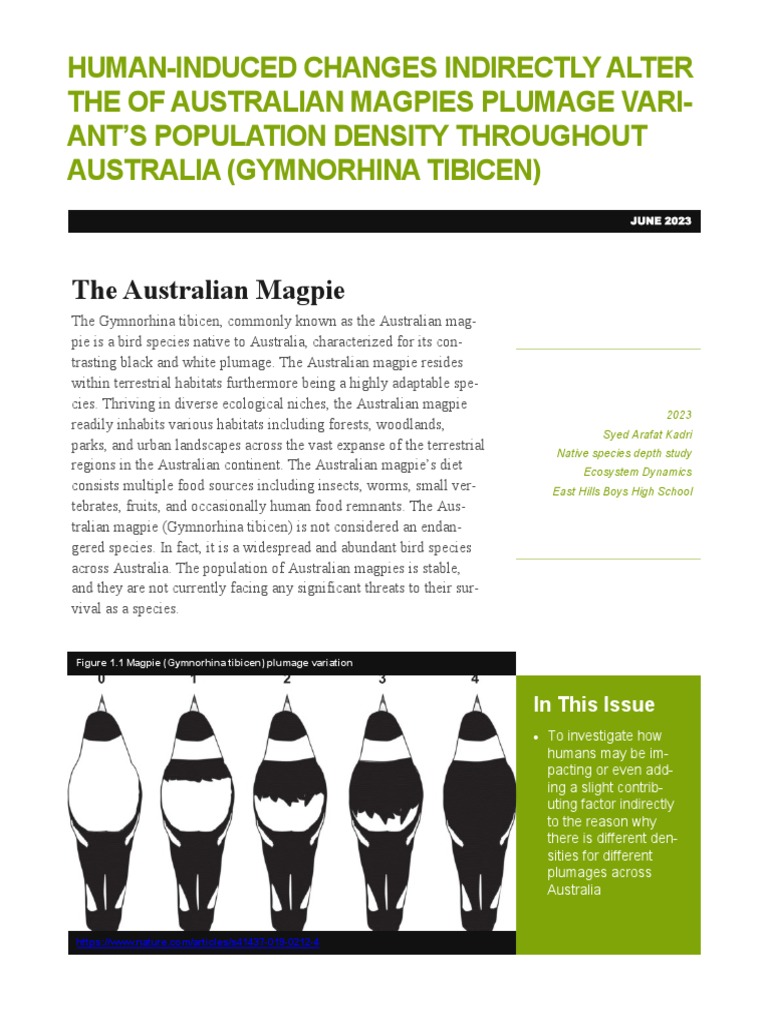 Magpie Research | PDF | Birds | Air Pollution