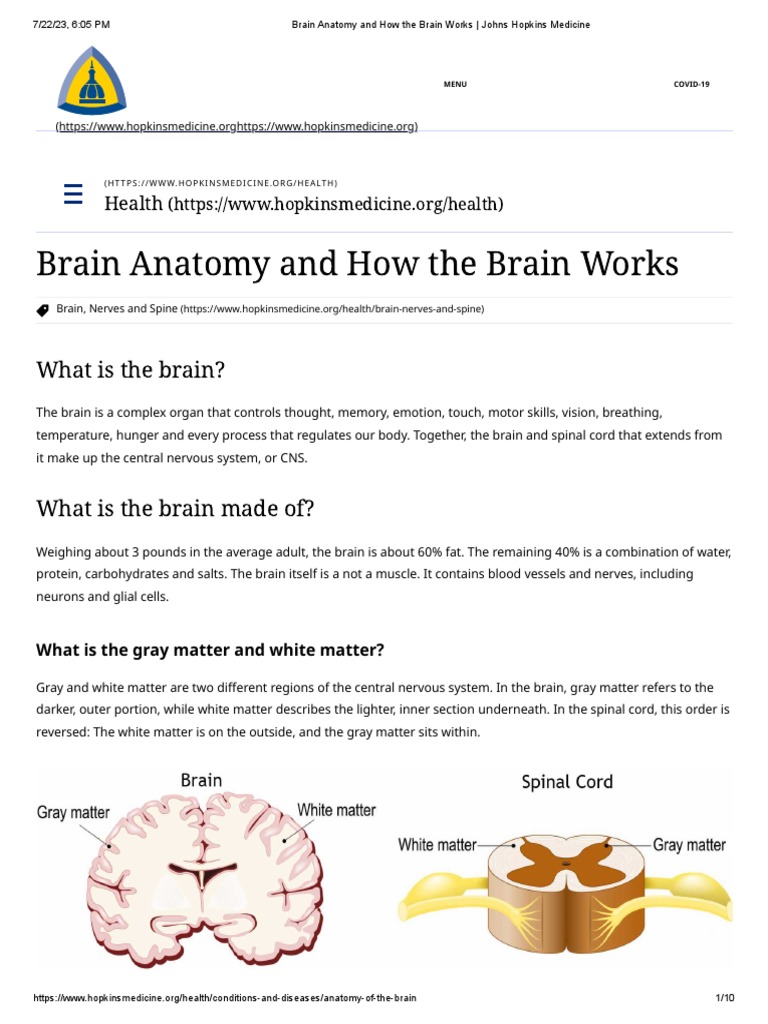 Brain Anatomy and How The Brain Works - Johns Hopkins Medicine | PDF ...