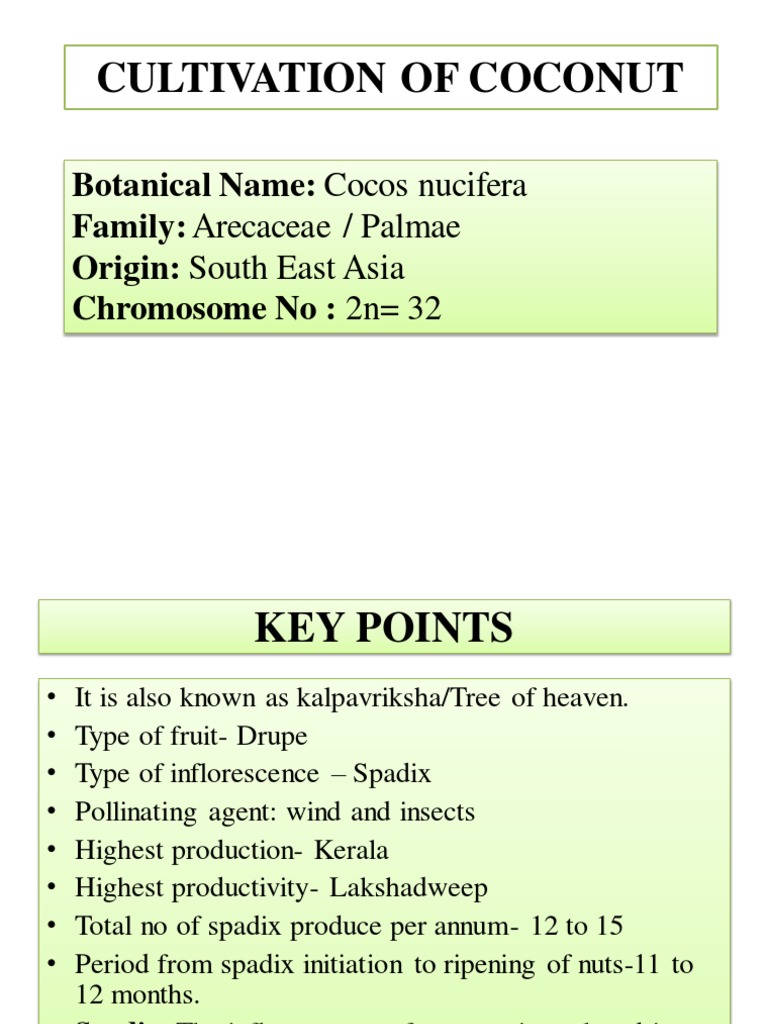 Coconut | PDF | Coconut | Arecaceae