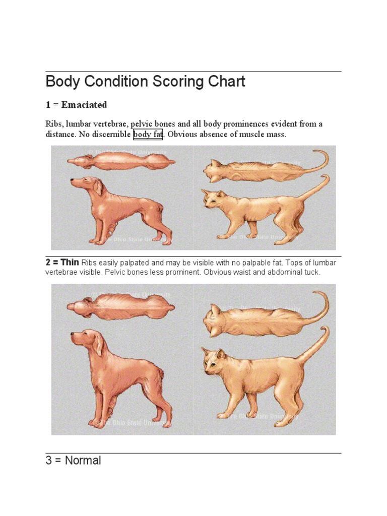 Body Condition Scoring and Auscultation Guide | PDF | Heart | Lung