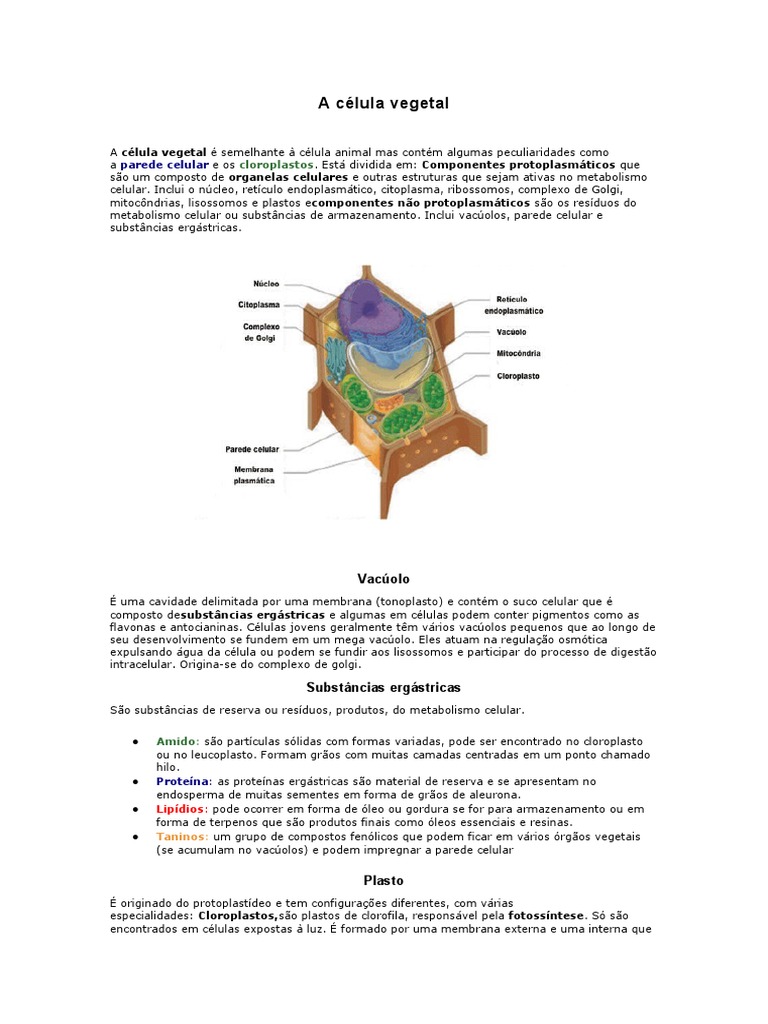 A Célula Vegetal | PDF | Célula (Biologia) | Vacúolo