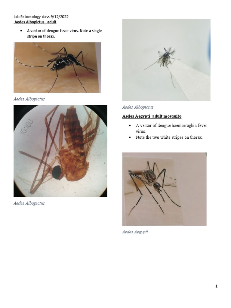 Lab Entomology Mosquito | PDF | Mosquito | Aedes Aegypti