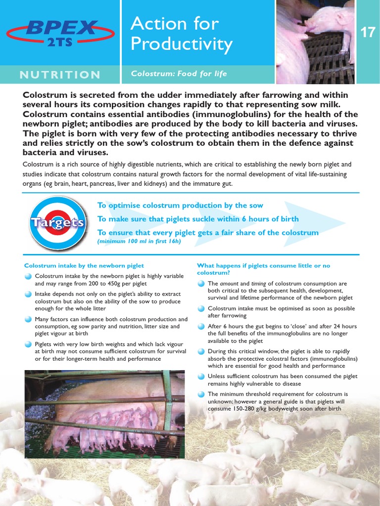 6.2 Colostrum | PDF | Pig | Public Health