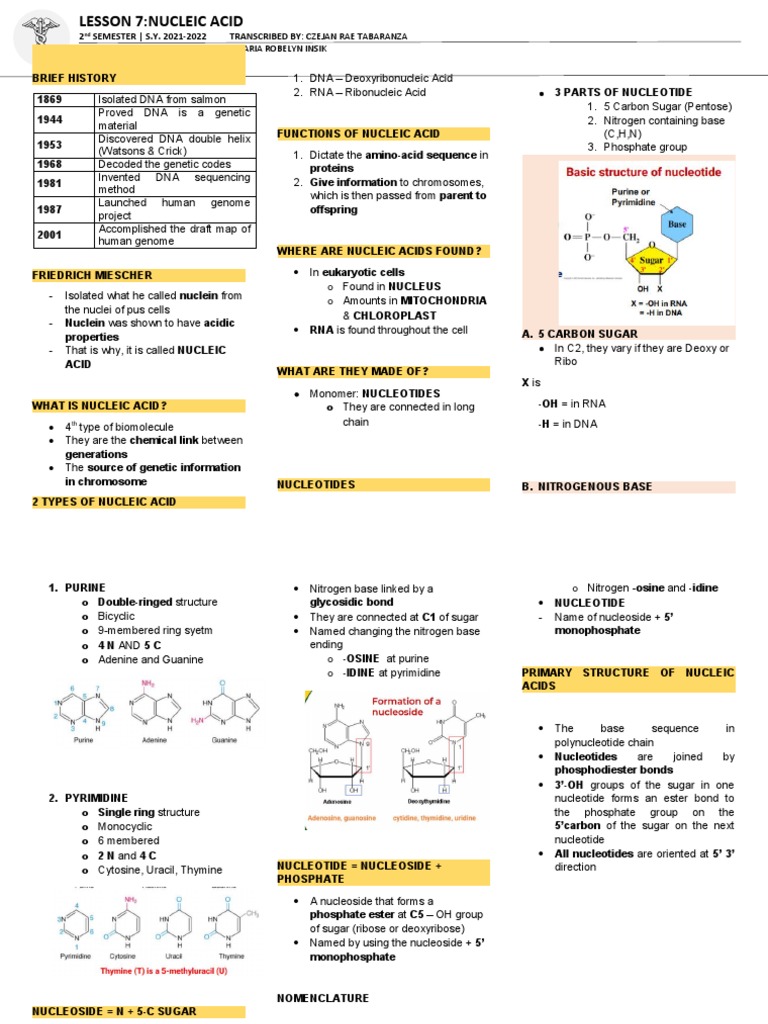 Nucleic Acid Trans | PDF | Nucleic Acids | Nucleotides
