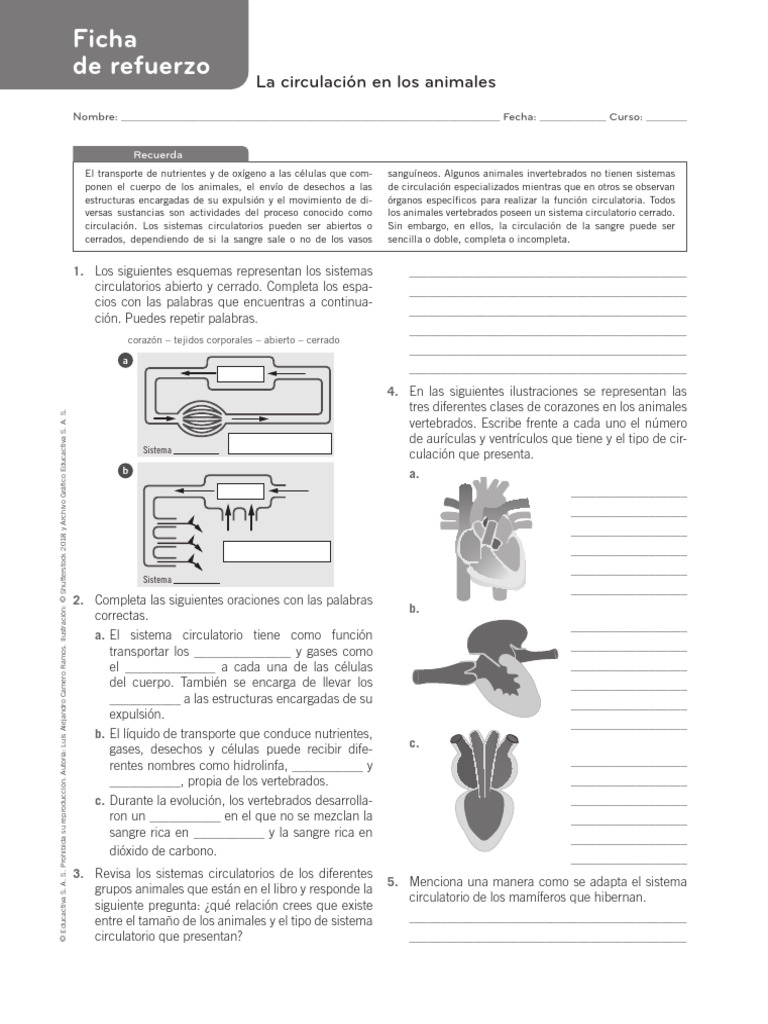 Ficha 3 | PDF | Sistema circulatorio | Sangre