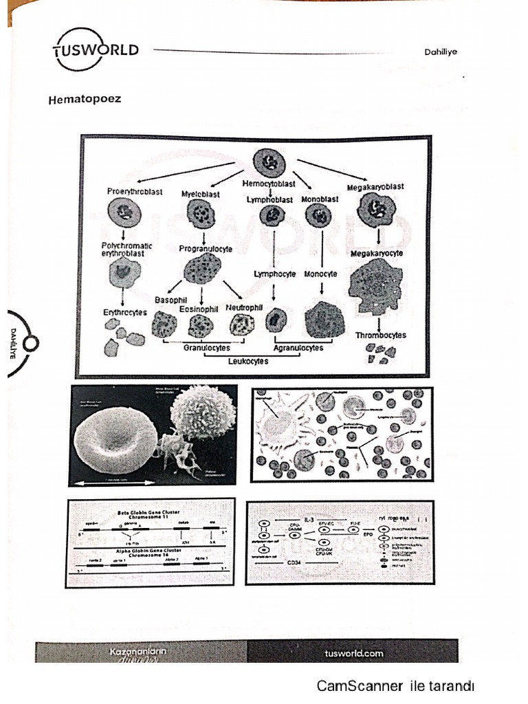 Tusworld Hematoloji | PDF