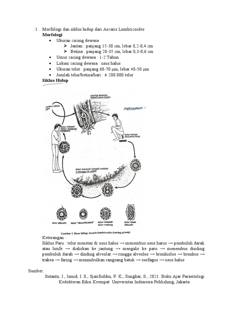 Morfologi Dan Siklus Hidup Dari Ascaris Lumbricoides | PDF