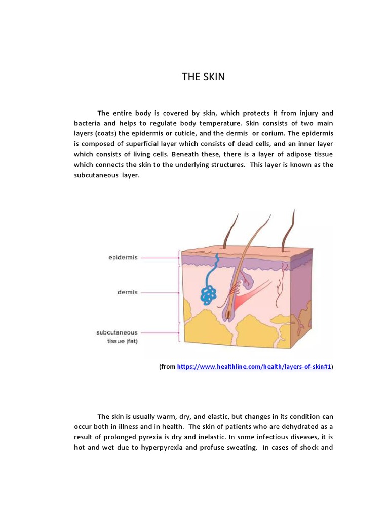 Understanding Skin Layers and Conditions | PDF | Science & Mathematics