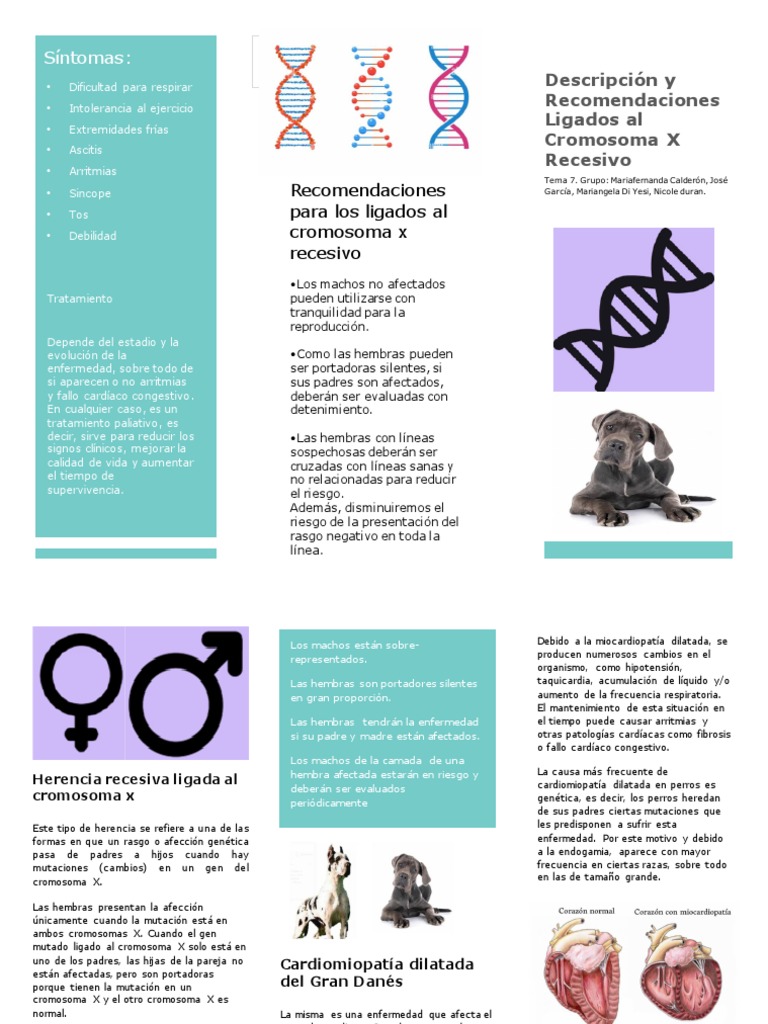 Triptico Genetica | PDF | Mutación | Corazón