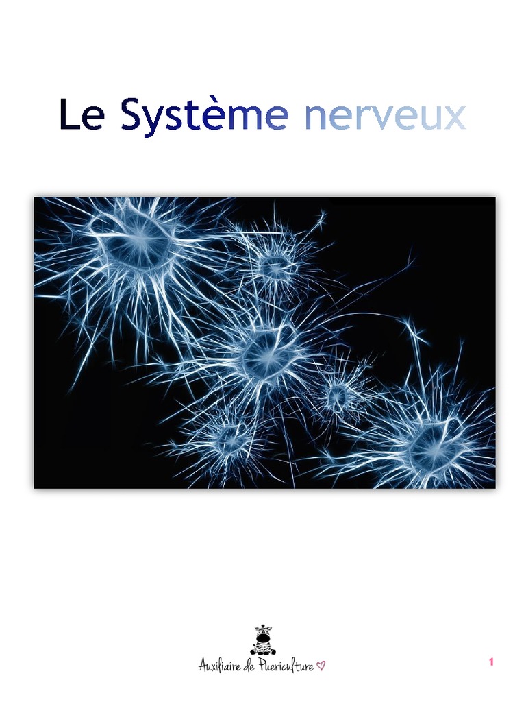 Le Système Nerveux | PDF | Système nerveux | Nerf