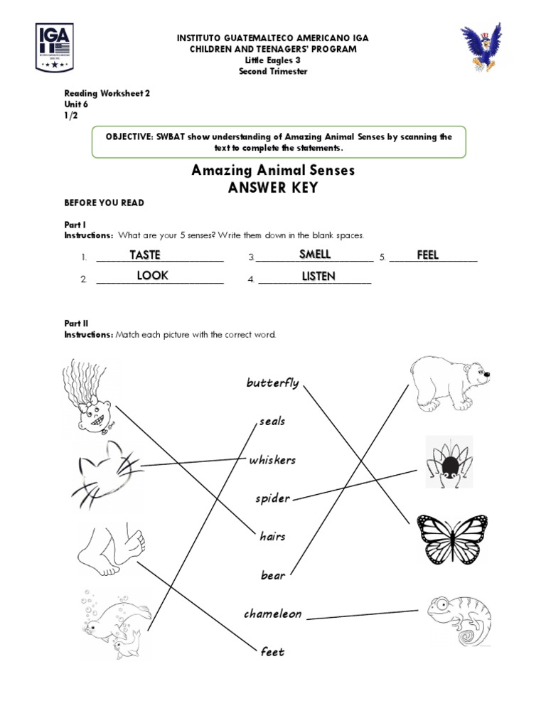 Amazin Animal Senses - Answers | PDF | Senses