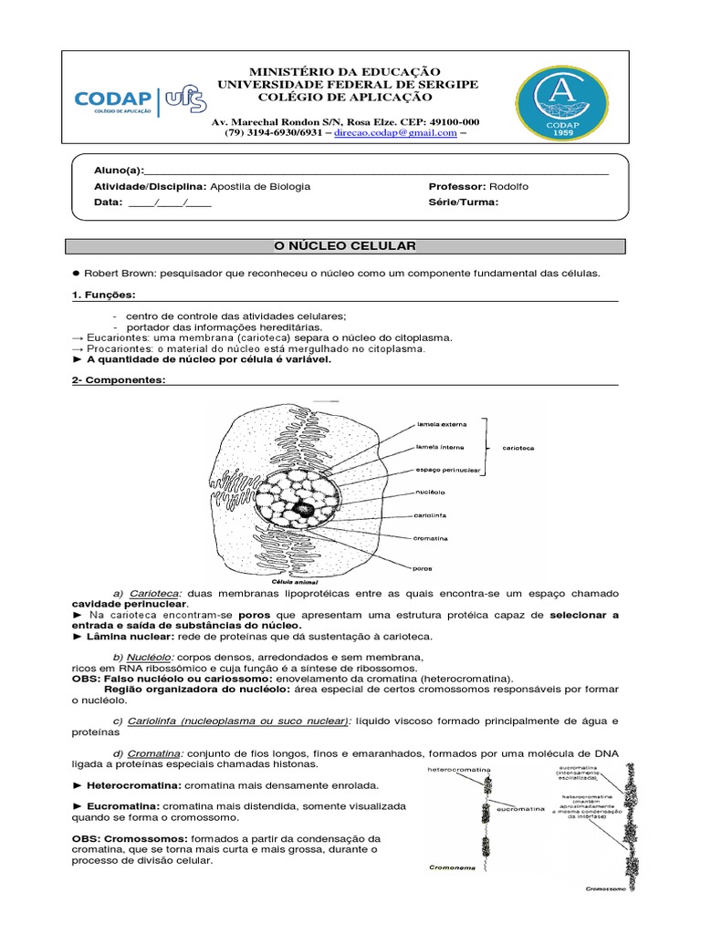 Apostila - N Cleo | PDF | Cromossomo | Núcleo celular