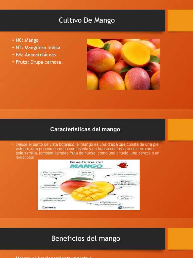 MANGO | PDF | Mango | Agricultura