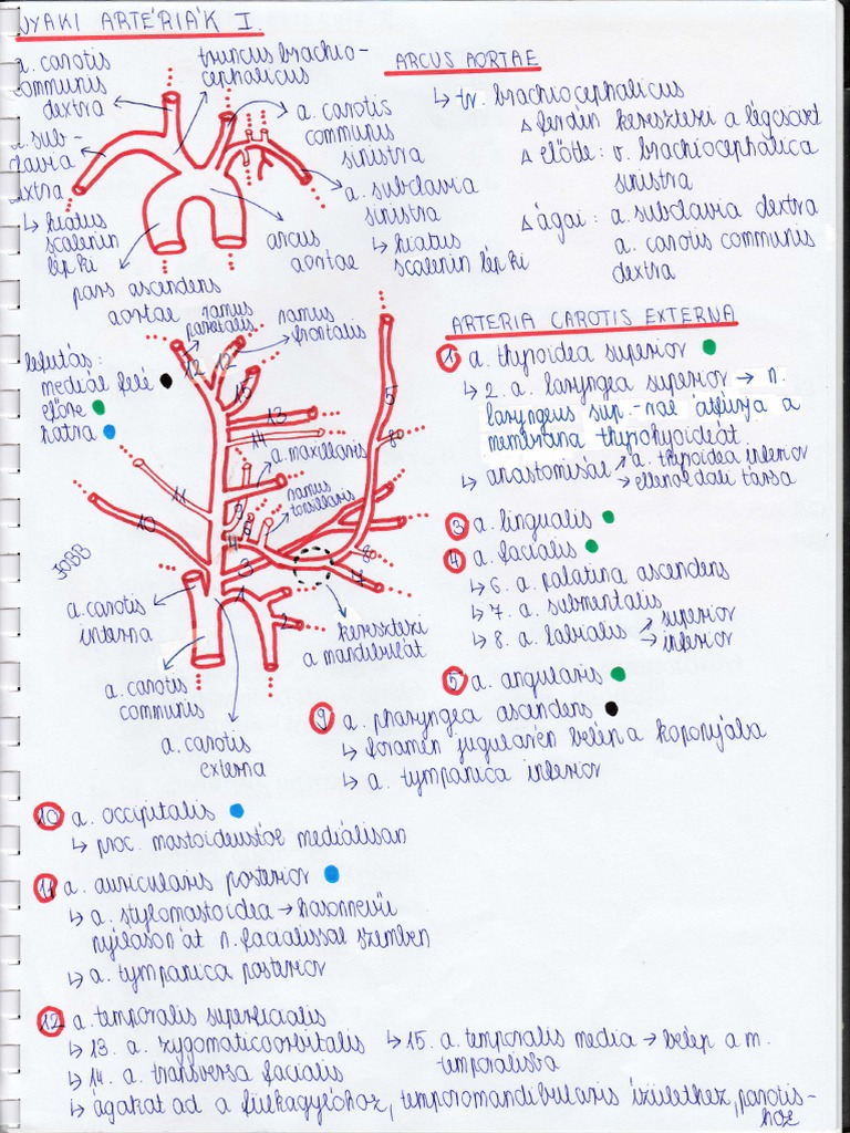 A. Carotis Externa, Arcus Aortae | PDF