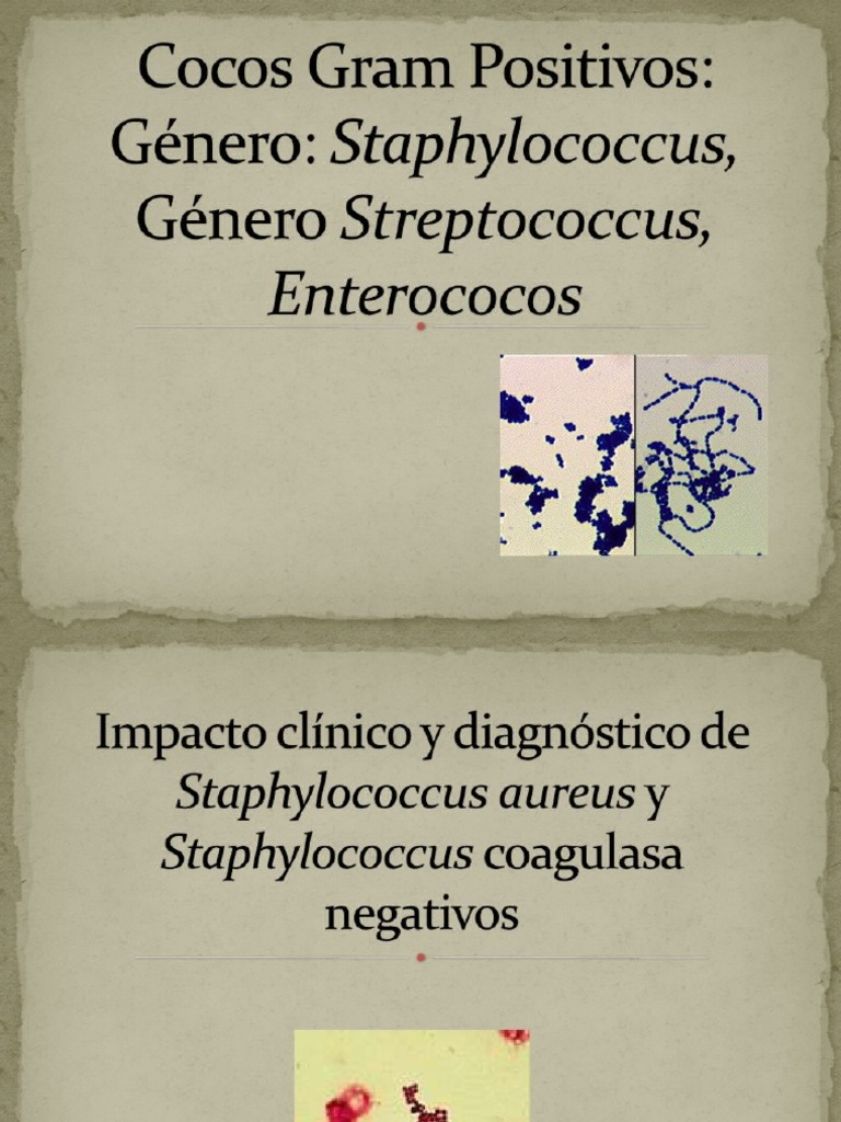 COCOS GRAM POSITIVOS Med (Staphylococcus, Streptococcus y Enterococcus) | PDF | Staphylococcus ...