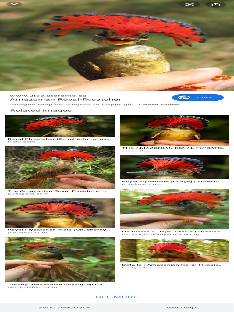 Amazonian Royal Flycatcher Guide | PDF | Law | History