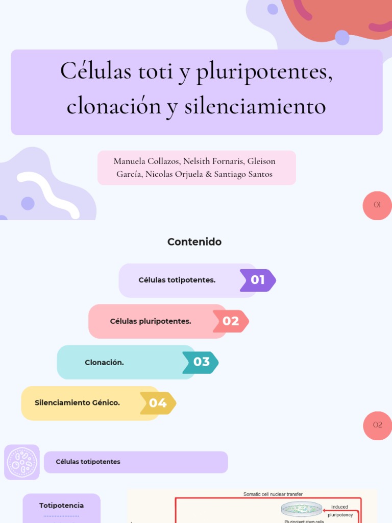 Células Totipotentes y Pluripotentes: Clonación y Silenciamiento | PDF ...