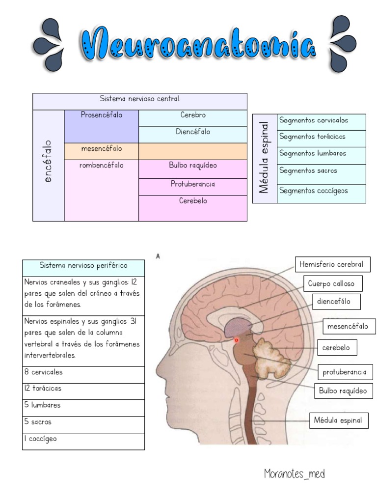 Neuroanatomia | PDF | Sistema nervioso central | Cerebro