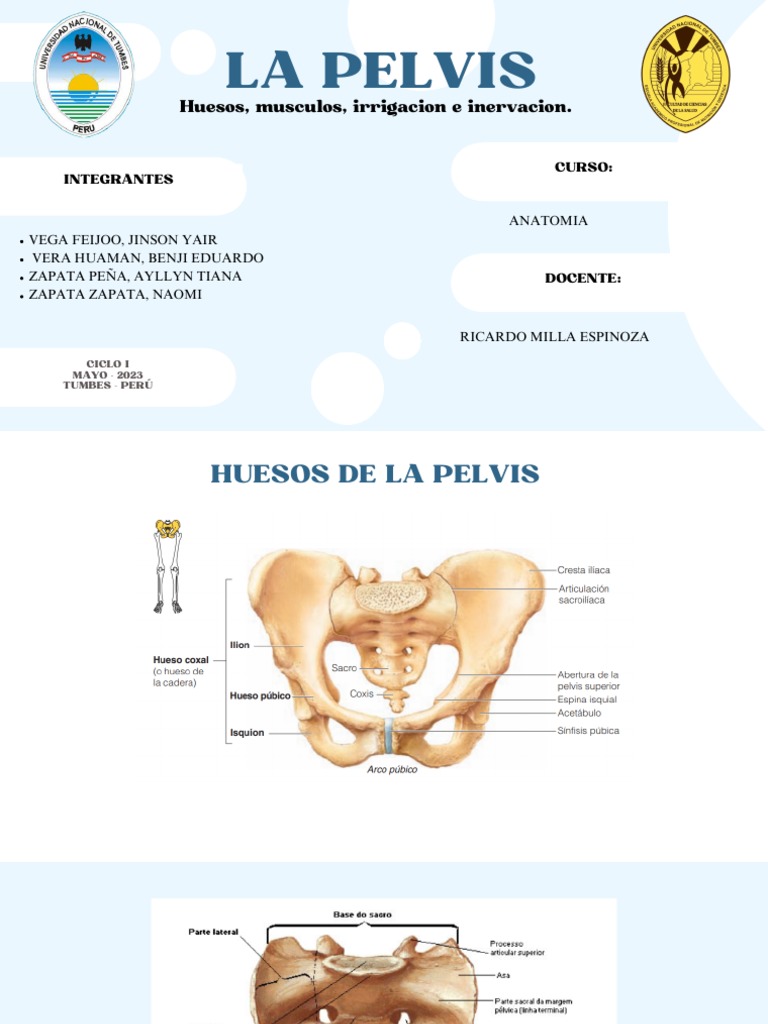 Pelvis | PDF | Pelvis | Anatomía humana