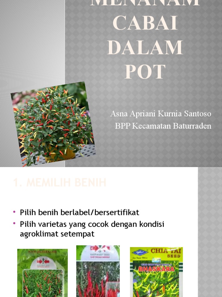 Menanam CABAI DALAM POT | PDF