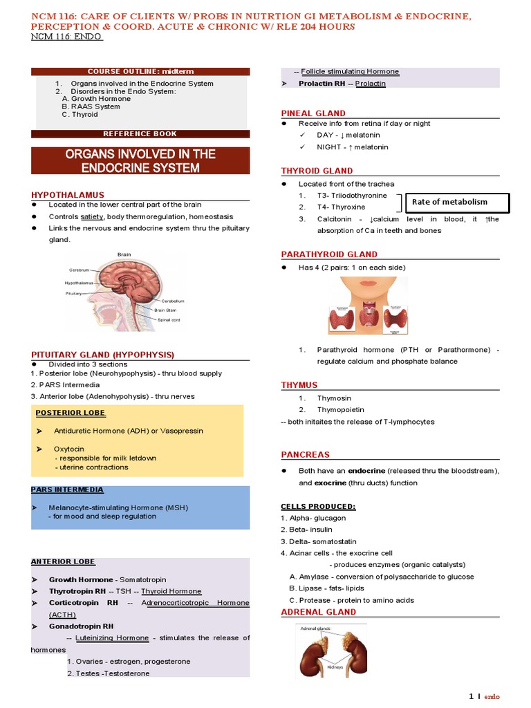 Endo Reviewer | PDF | Endocrine System | Adrenal Gland