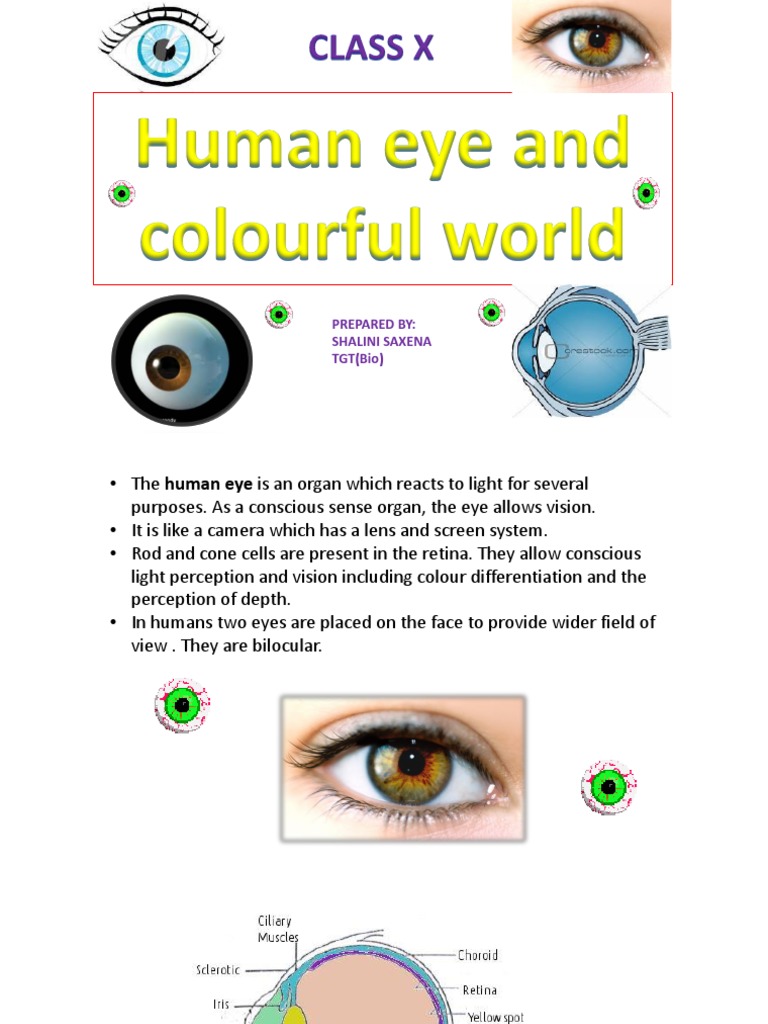 Human Eye 1 | PDF | Eye | Retina