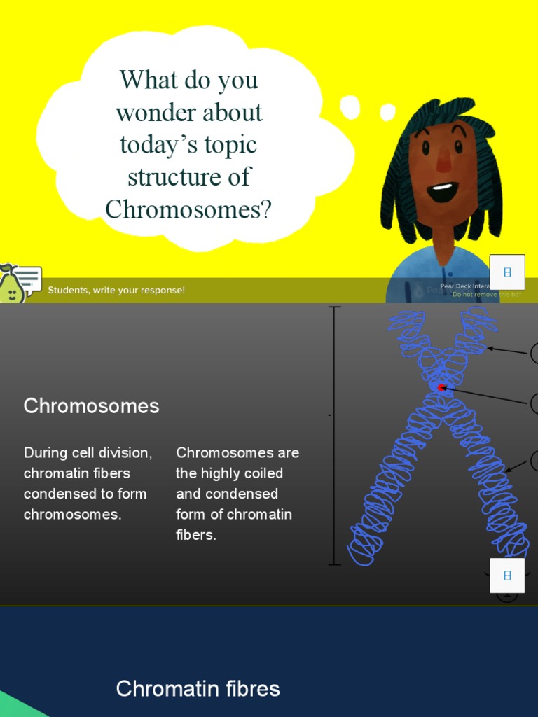 Structure of Chromosomes, Cell Cycle, Cell Division | PDF | Meiosis ...