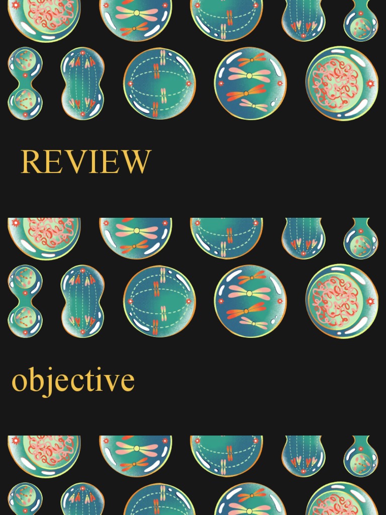 Mitosis | PDF | Mitosis | Chromosome