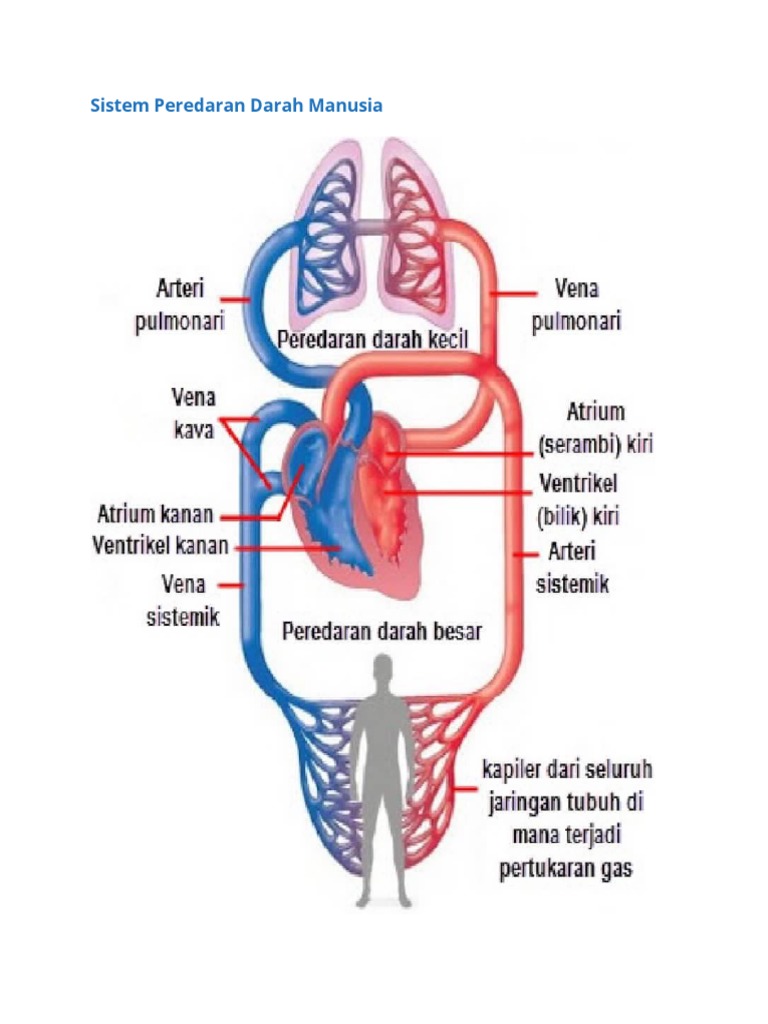 Sistem Peredaran Darah Manusia | PDF
