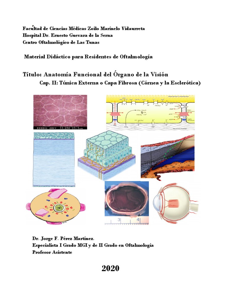 Anatomia Esclerotica y Cornea | PDF | Córnea | Epitelio