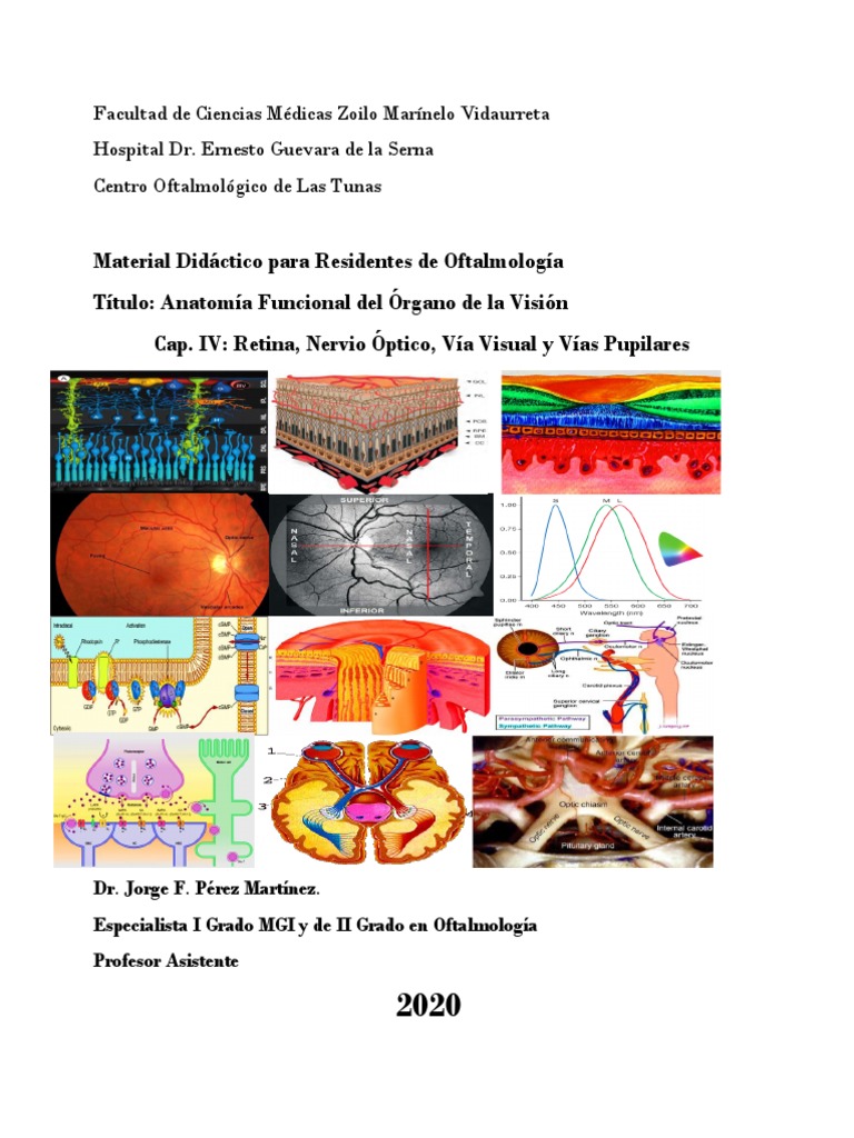 Anatomía Funcional de Retina, Nervio Óptico, Vía Visual y Vías ...