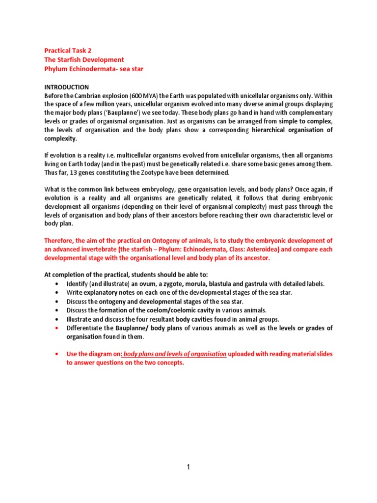 Practical Task 2 Starfish Development | PDF | Zoology | Morphology (Biology)