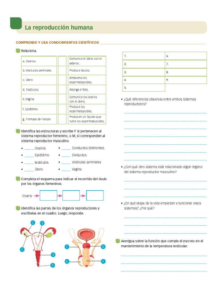 B-2º Pract-Act3 Cyt | PDF | Sistema reproductivo | Reproducción