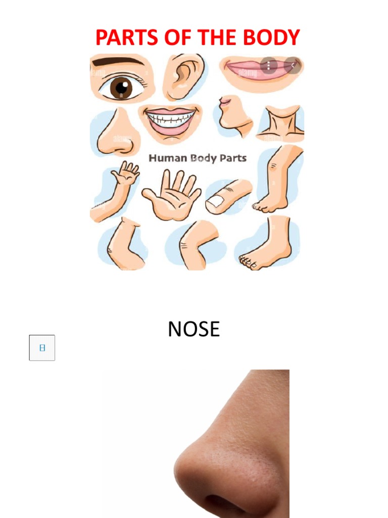 Parts of The Body Flashcards - 145411 | PDF