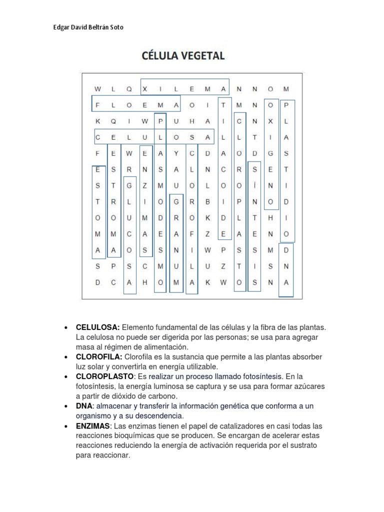 Sopa de Letras Celula Vegetal | PDF