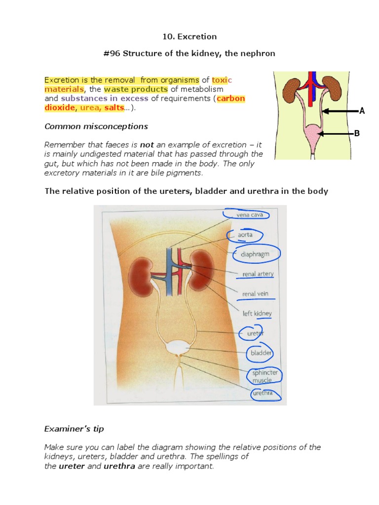 Biology Notes IGCSE Excretion Note | PDF | Kidney | Urinary System
