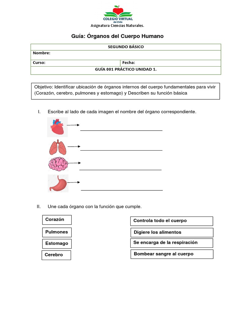001 - 2°b - Ciencias - Práctico - Unidad 1 - Organos Del Cuerpo | PDF ...
