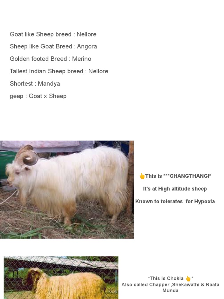 Sheep Breed | PDF | Cooking, Food & Wine | Religion & Spirituality