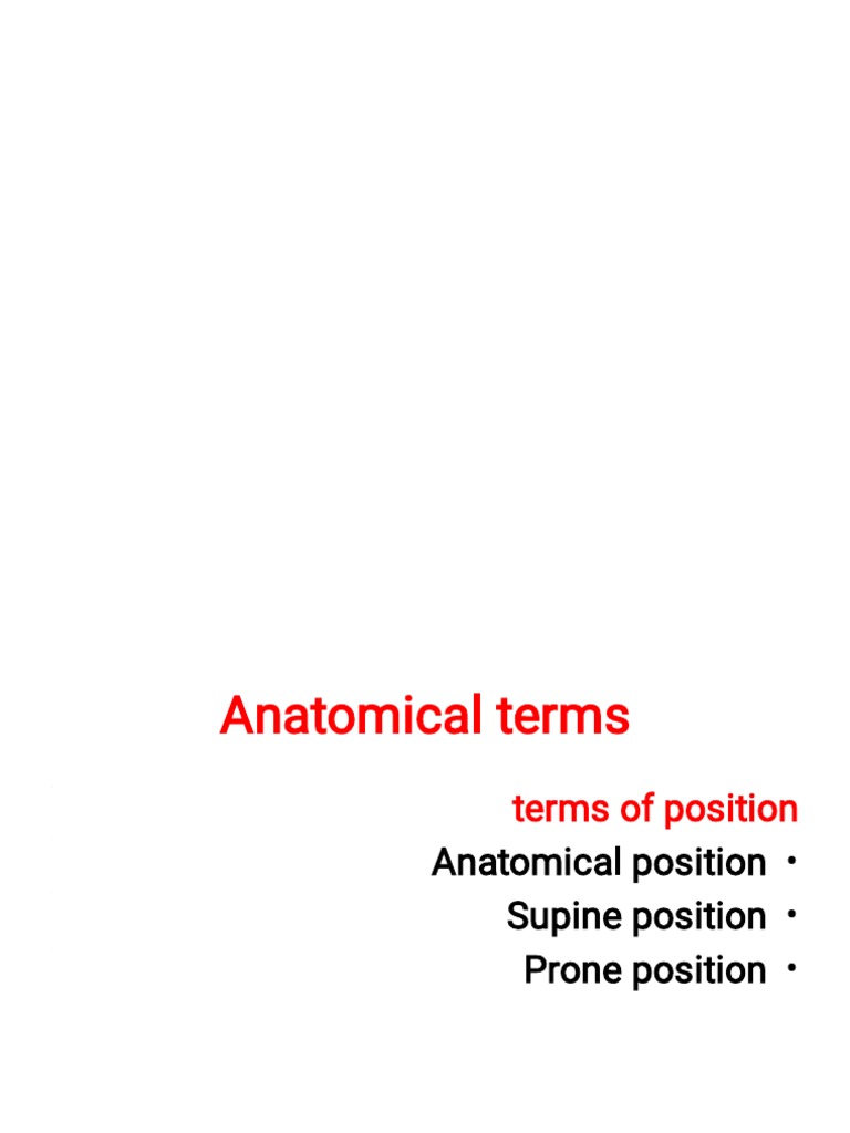 Anatomy From The Doctor | PDF | Vertebra | Anatomical Terms Of Motion