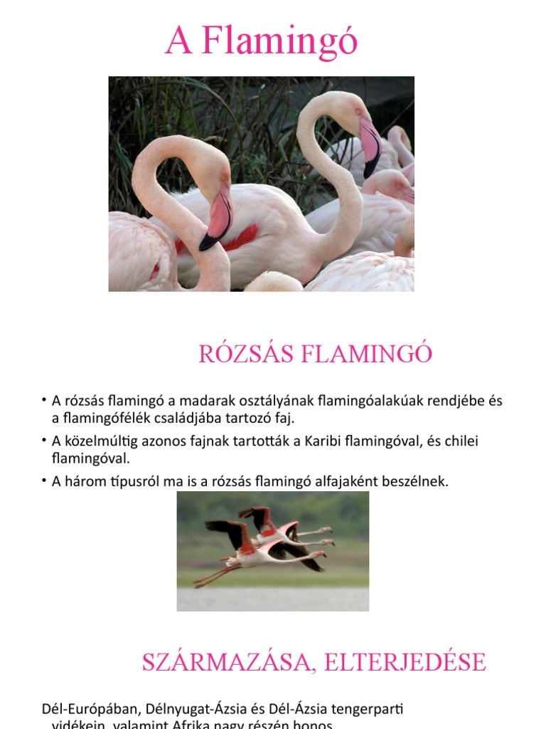 A Flamingó | PDF