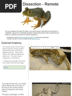 Frog Digestive System Overview | PDF | Gastrointestinal Tract | Small ...