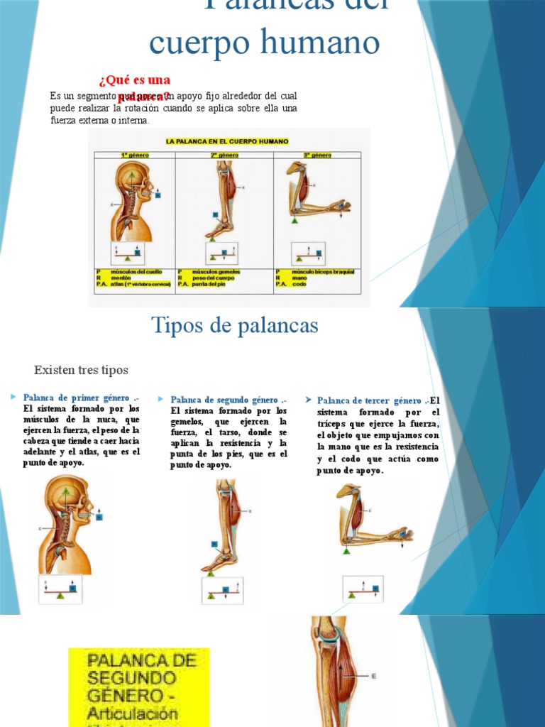 Palancas Del Cuerpo Humano | PDF