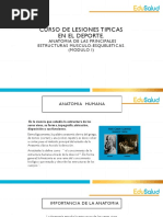 Tróclea - Qué Es, Significado, Ubicación, Función y Lesiones | PDF ...