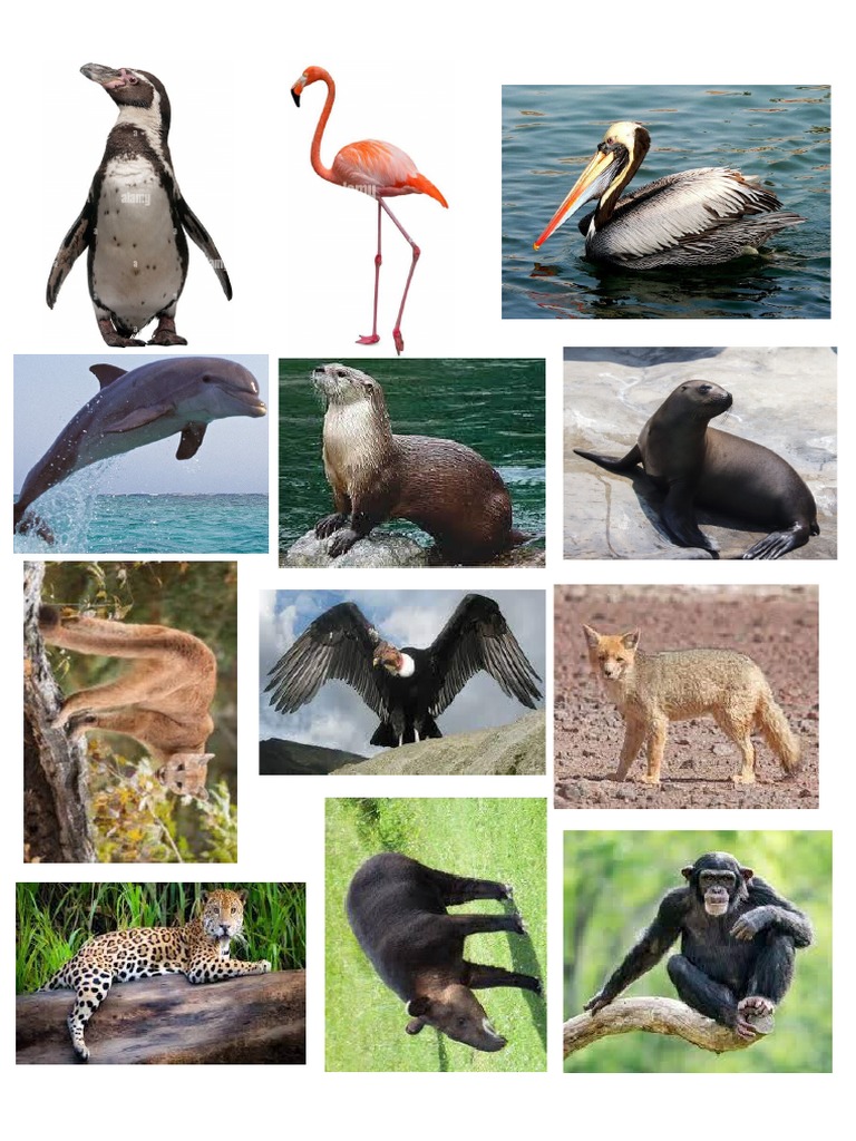 Animales de La Costa Sierra y Selva | PDF