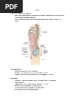 Partes de la Cavidad Pélvica | PDF | Pelvis | Anatomía humana