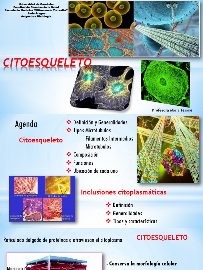 Clase Citoesqueleto 2023-1 | PDF | Actina | Microtúbulos