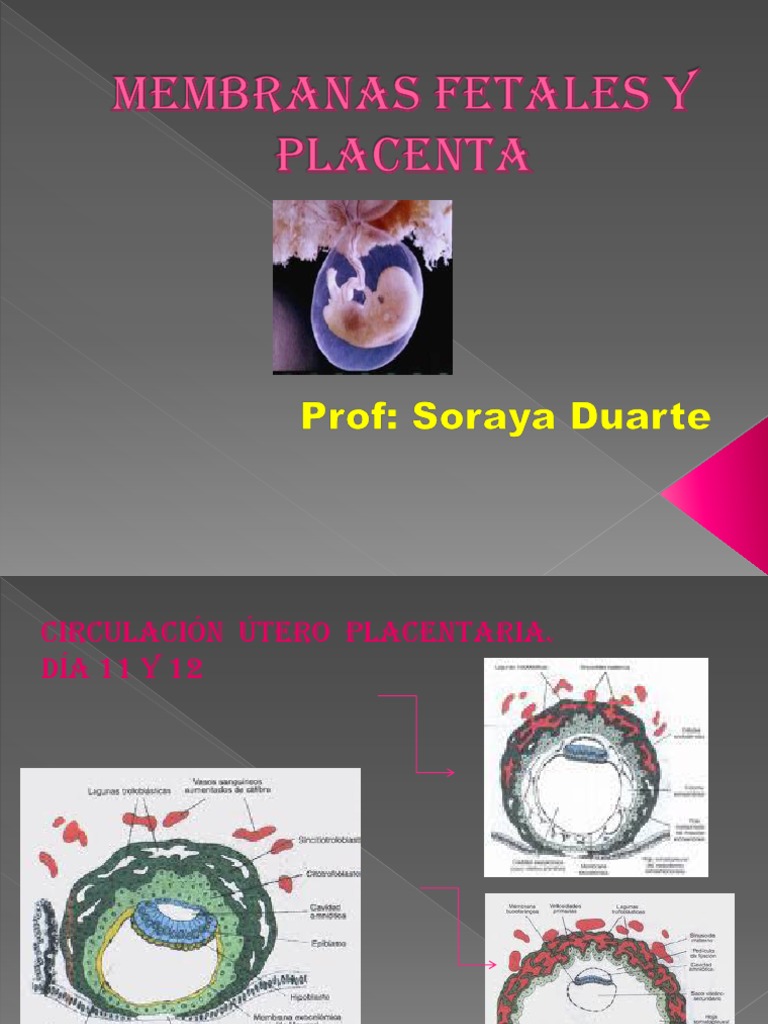 2023 Membranas Fetales y Placenta Prof Soraya Duarte | PDF | Placenta ...