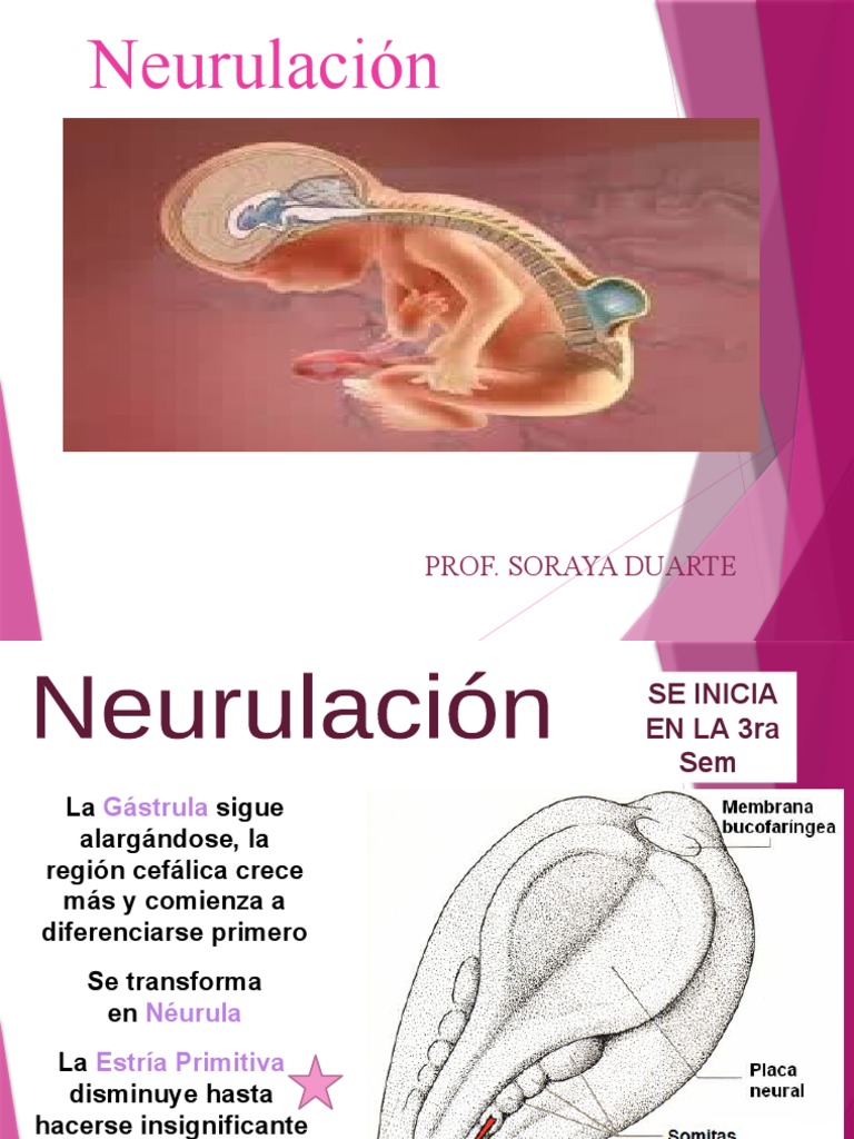 NEURULACIÓN PROF SORAYA DUARTE 2023 | PDF | Morfología (biología ...