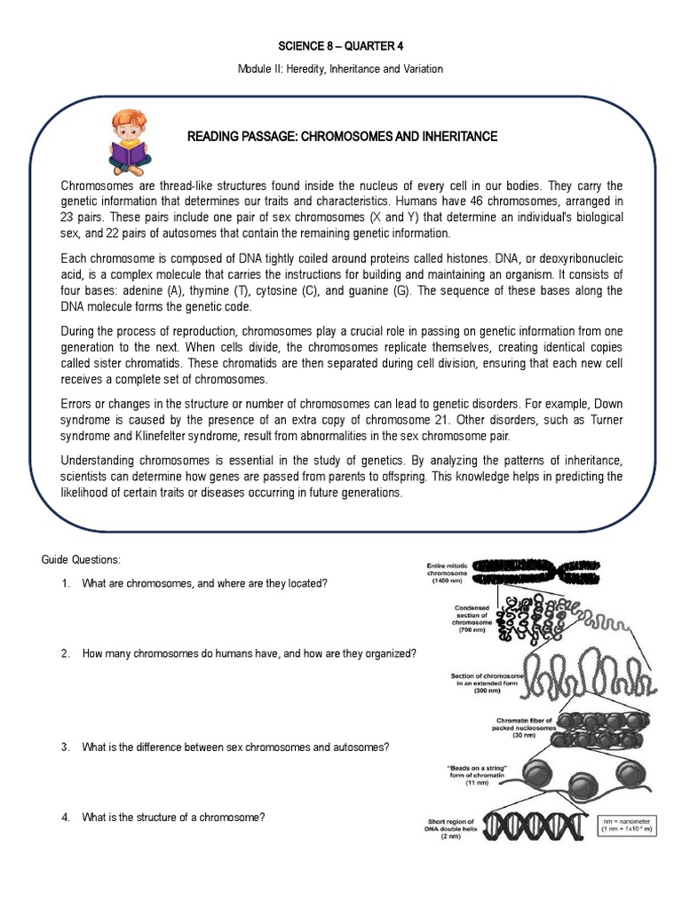 SCIENCE 8 Chromosome Activity | PDF | Meiosis | Ploidy